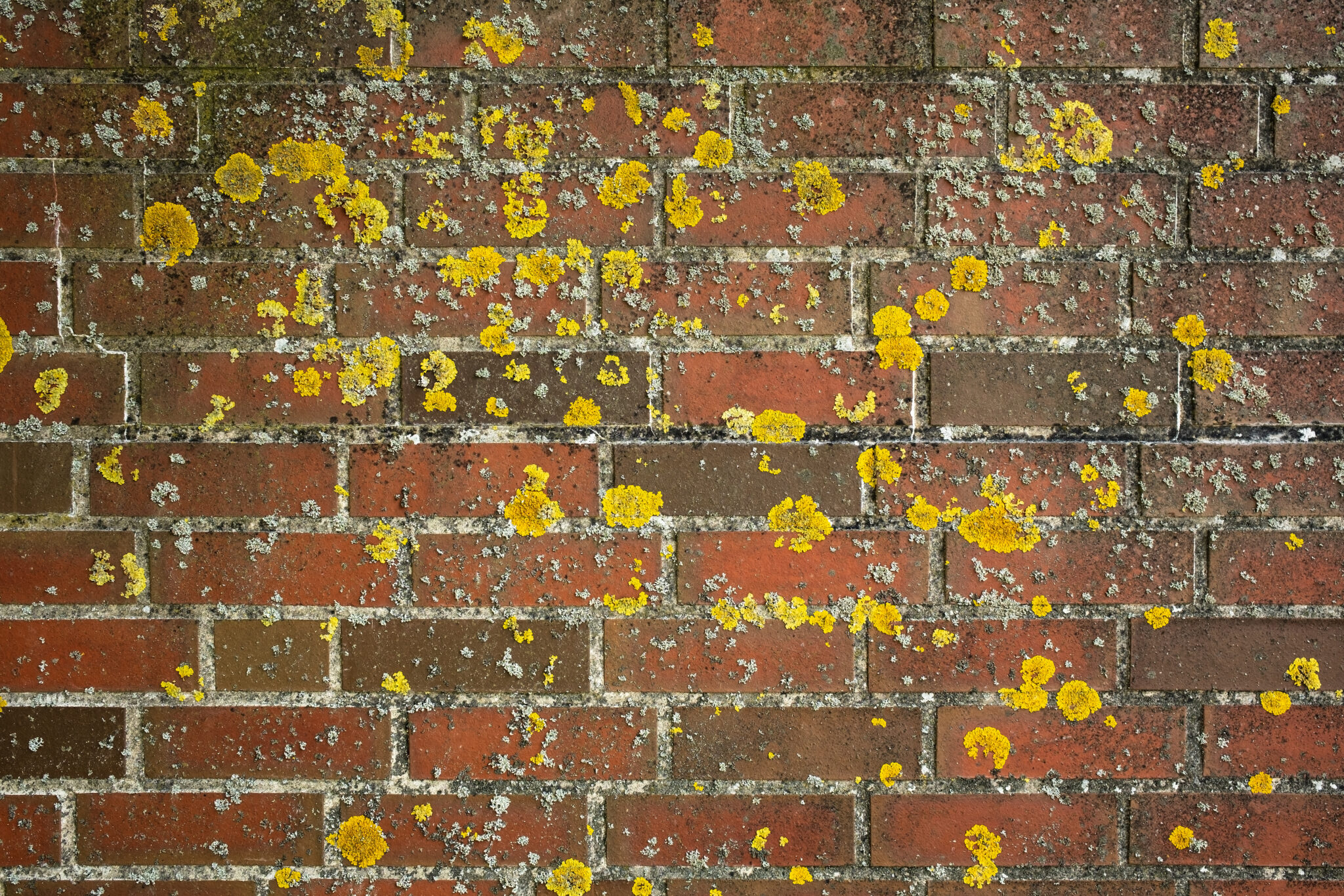 Efflorescence: Causes, Effects, and How to Remove It | JMA Painters